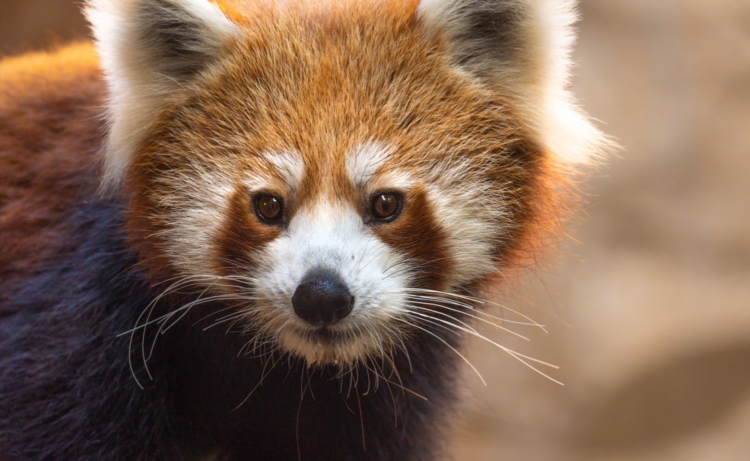 Día Internacional del Panda Rojo en Bioparc - costadelsol.eco
